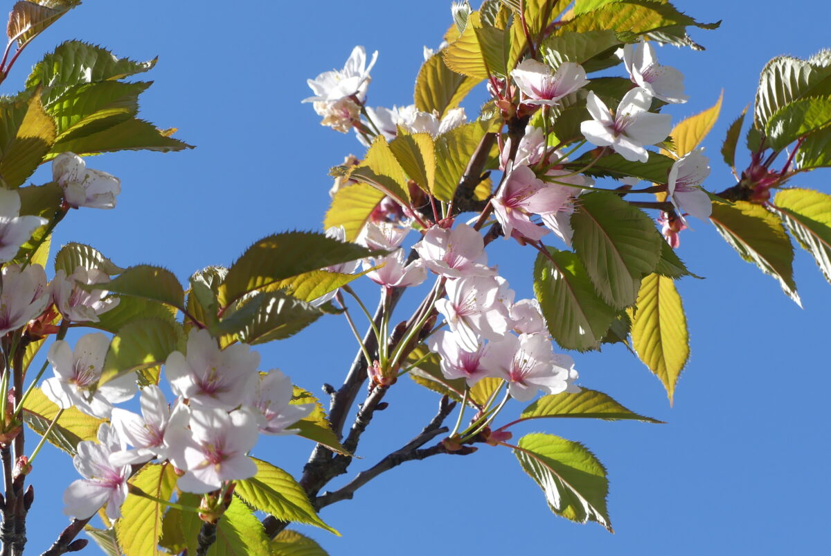 Vihdoin on kesä - Mielle ry